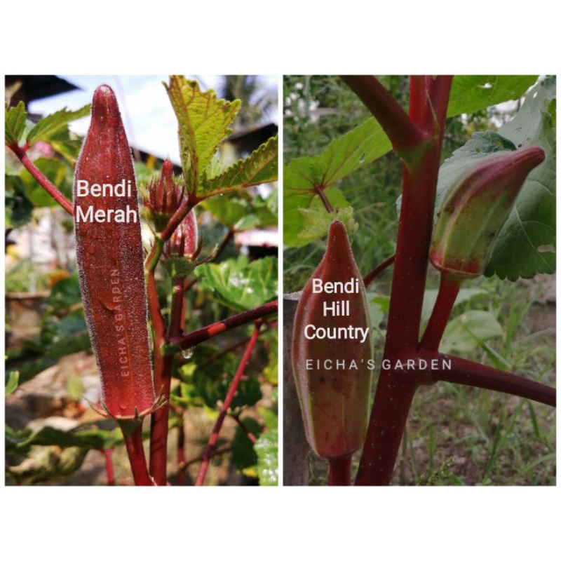 Biji Benih Bendi Merah & Bendi Hill Country (Lady-Fingers / Okra Seeds ...