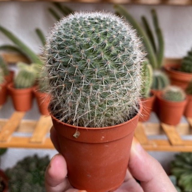 REAL LIVE PLANT CACTUS POKOK KAKTUS HIDUP SUCCULENT POKOK KAKTUS MINI ...