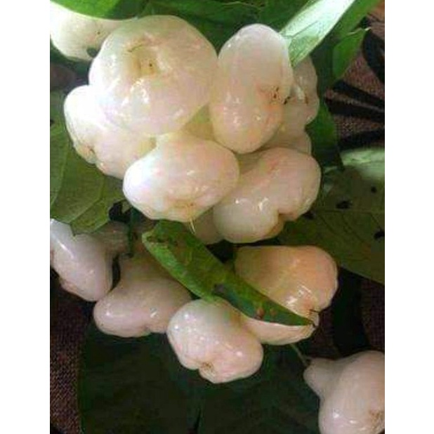 anak pokok jambu berteh putih/jambu air sesuai ditanam didalam pasu ...