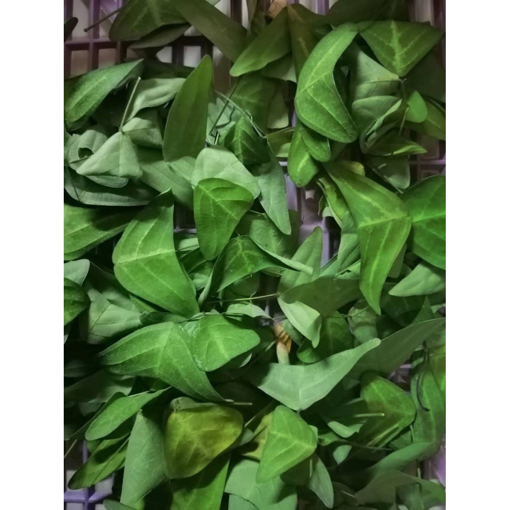 DAUN RERAMA FRESH / DAUN RERAMA | Shopee Malaysia