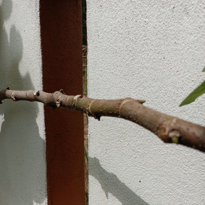 KERATAN TIN CAP TERA HAVA(CTH) | Shopee Malaysia