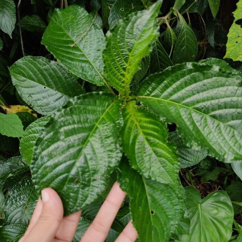 Pokok Herba Daun Pecah Beling Pecah Kaca Lidah Jin. | Shopee Malaysia