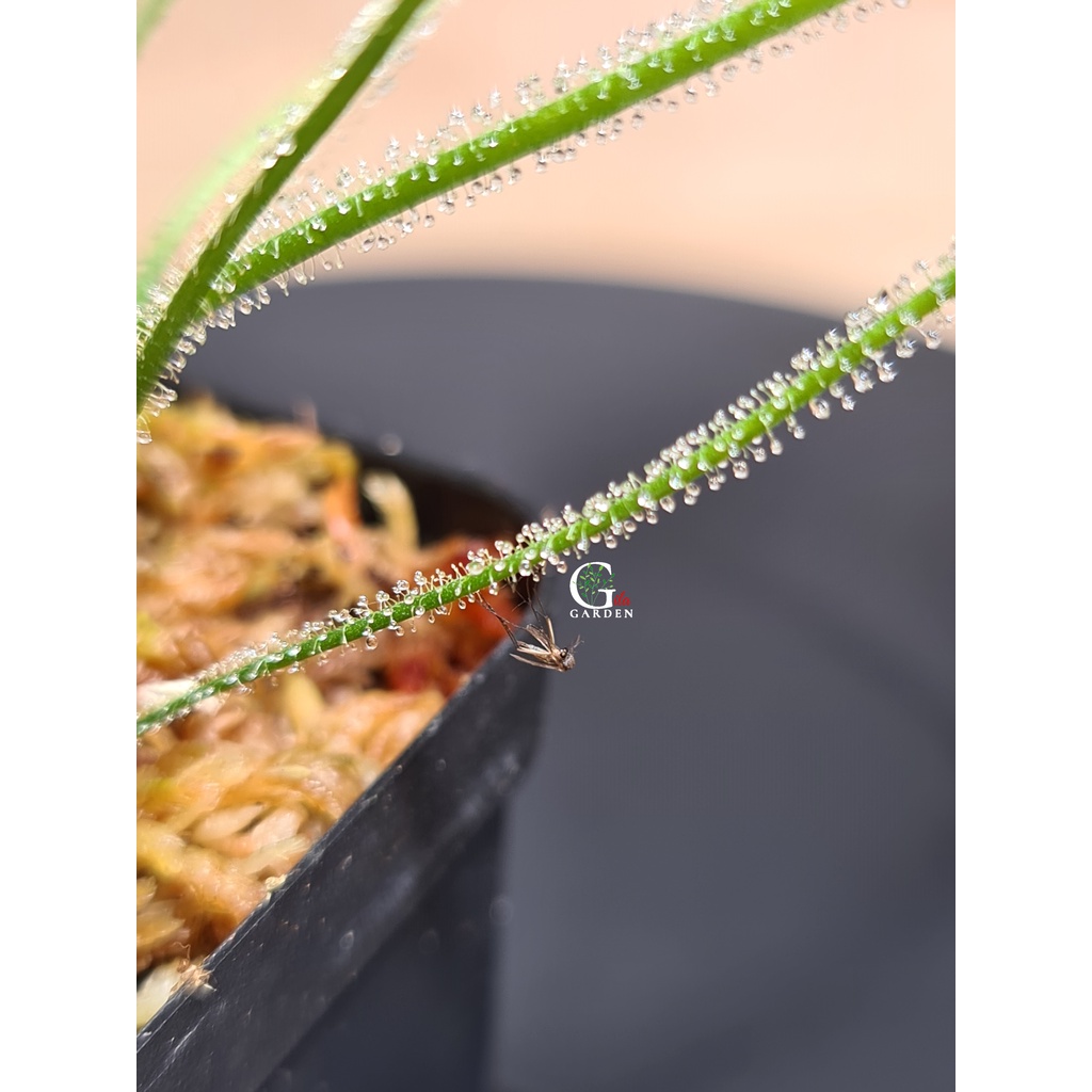 Drosera Filiformis Tracyi [Sundew, Drosera][Carnivorous Plants ...