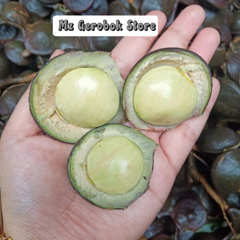 🔥READY STOK🔥1KG BUAH JERING MUDA FRESH DARI KEBUN / ULAM JERING ...