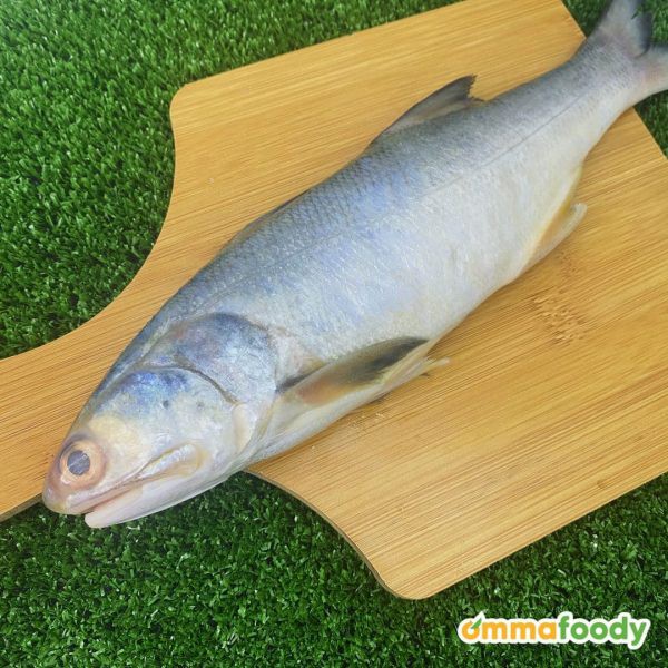 Ikan Senangin ± 1Kg [KLANG VALLEY ONLY] | Shopee Malaysia