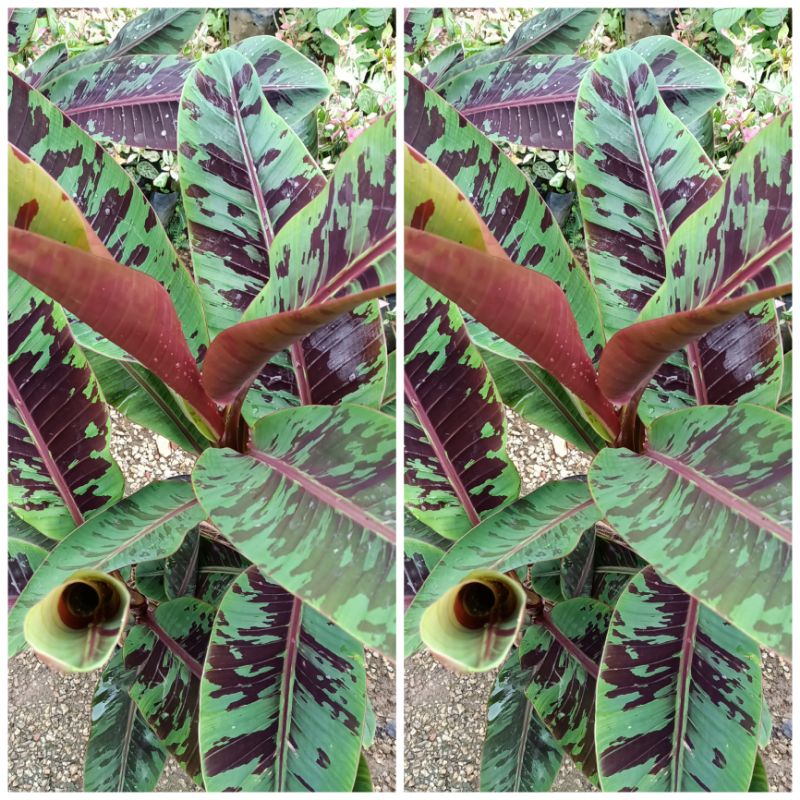 Musa acuminata var. sumatrana Musa Variegated Blood/Pisang Batik Merah ...