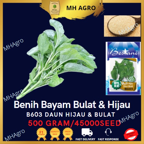 BESTANI B603 Benih Sayur Bayam Hijau Daun Bulat 500Gram/45000seed ...