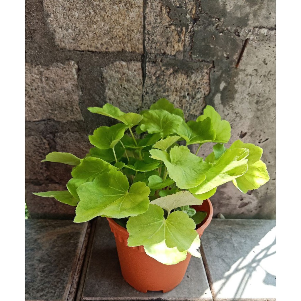 CORAL BELL / MEDIUM PLANT/ GREEN PLANT / LEAFY PLANT / INDOOR PLANT ...