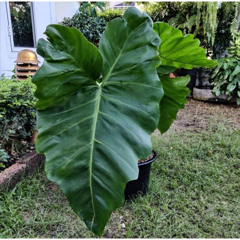 Philodendron Simmondsii ( P.Maximum X P. Giganteum) | Shopee Malaysia