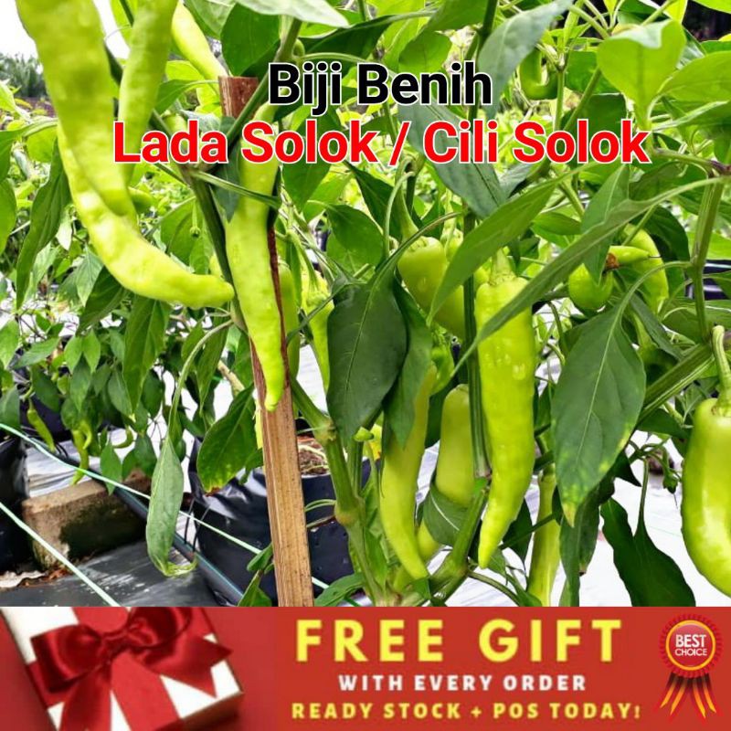 🔥HOT ITEM🔥 Biji Benih Cili/Lada Solok Premium Grade (REPACK) | Shopee ...
