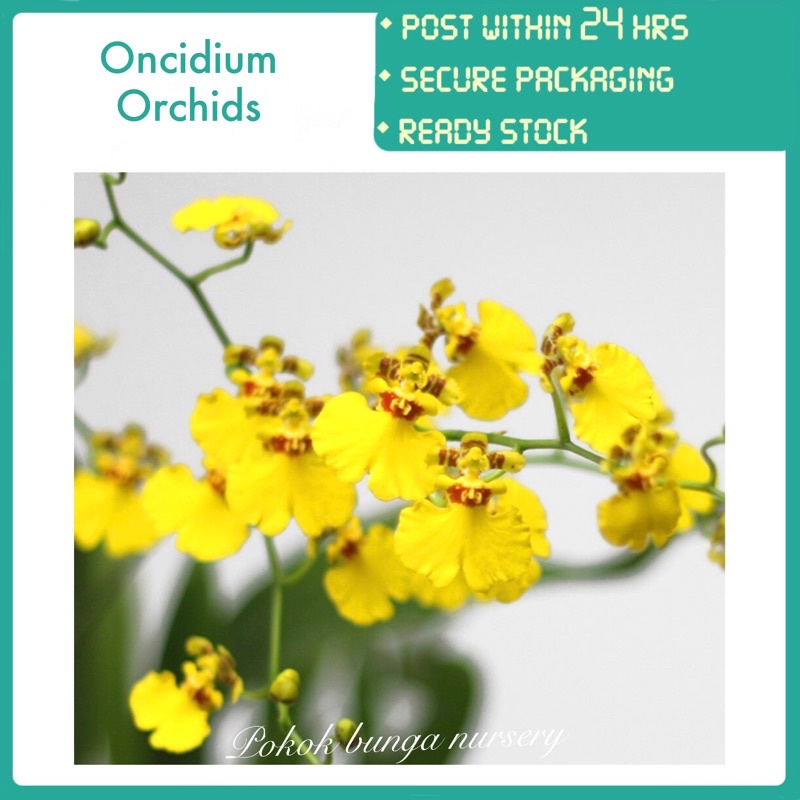 PBN - oncidium orchids - pokok bunga nursery rajin berbunga lebat real ...