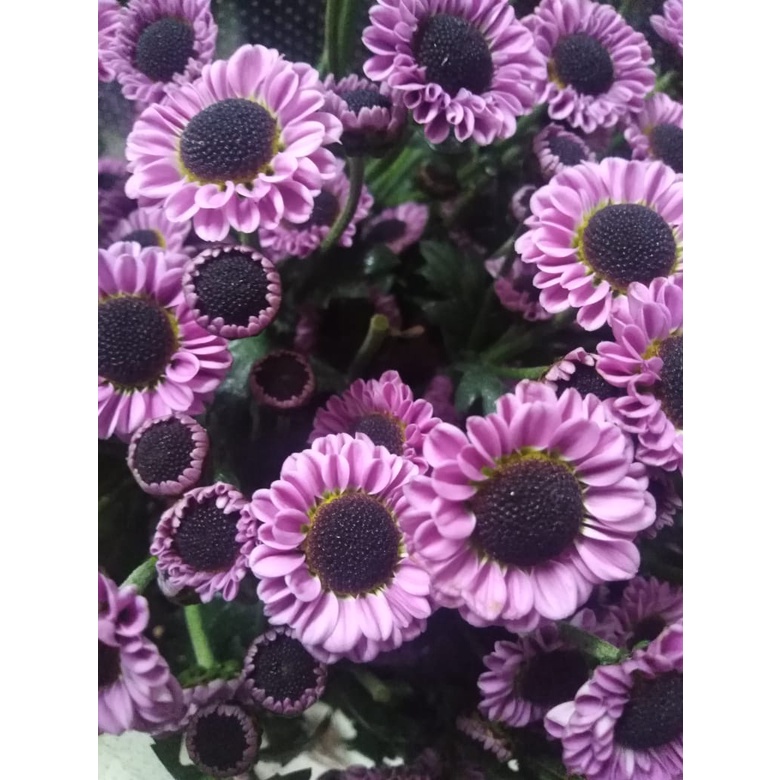 Smitaas Fresh Cut Flower Purple Ying Yang Mini Chrysanthemum - 1 Stalk ...