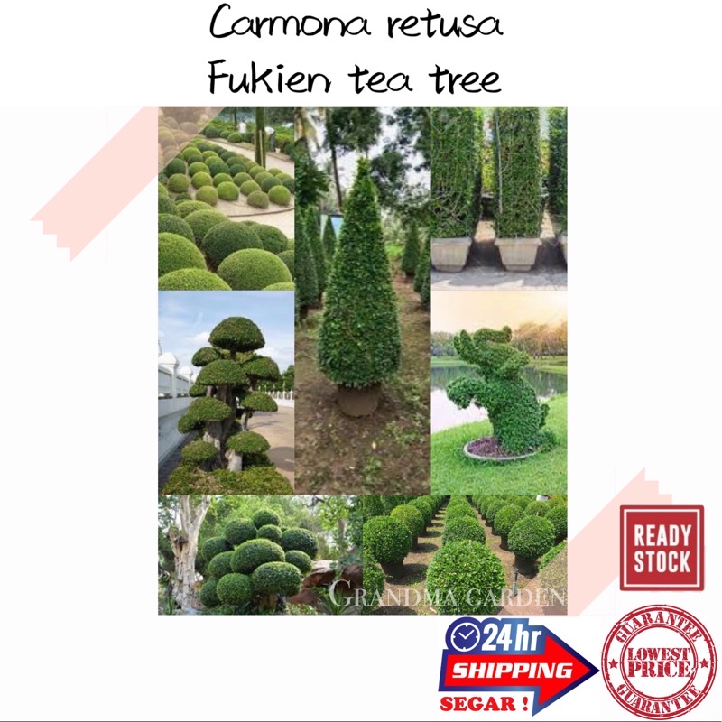 (GG real plant) carmona retusa ^ fukien tea tree hokkien teh pokok ...