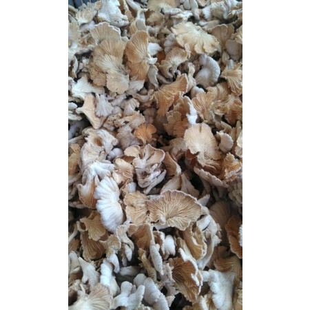 CENDAWAN KUKUR / SISIR (SEGAR & KERING) | Shopee Malaysia