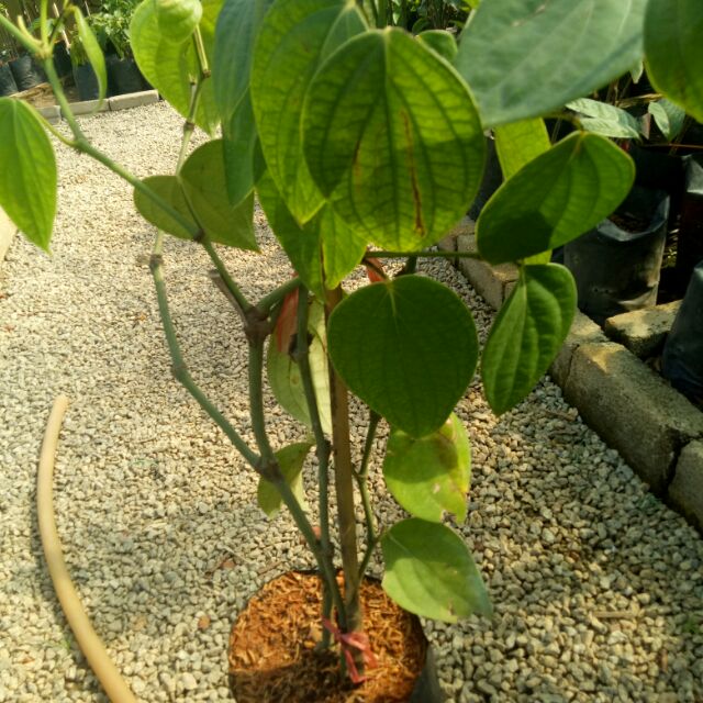 Pokok Lada Hitam ( Black Pepper Plant ) | Shopee Malaysia