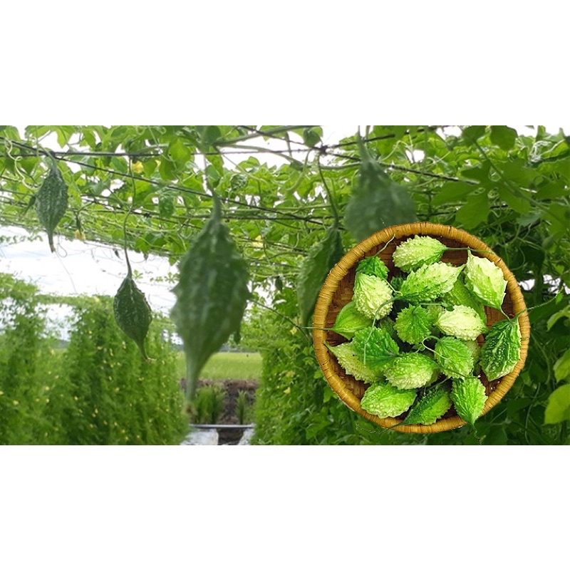 KHỔ QUA RỪNG- Vietnam's vegetable seeds 越南蔬菜种子 | Shopee Malaysia