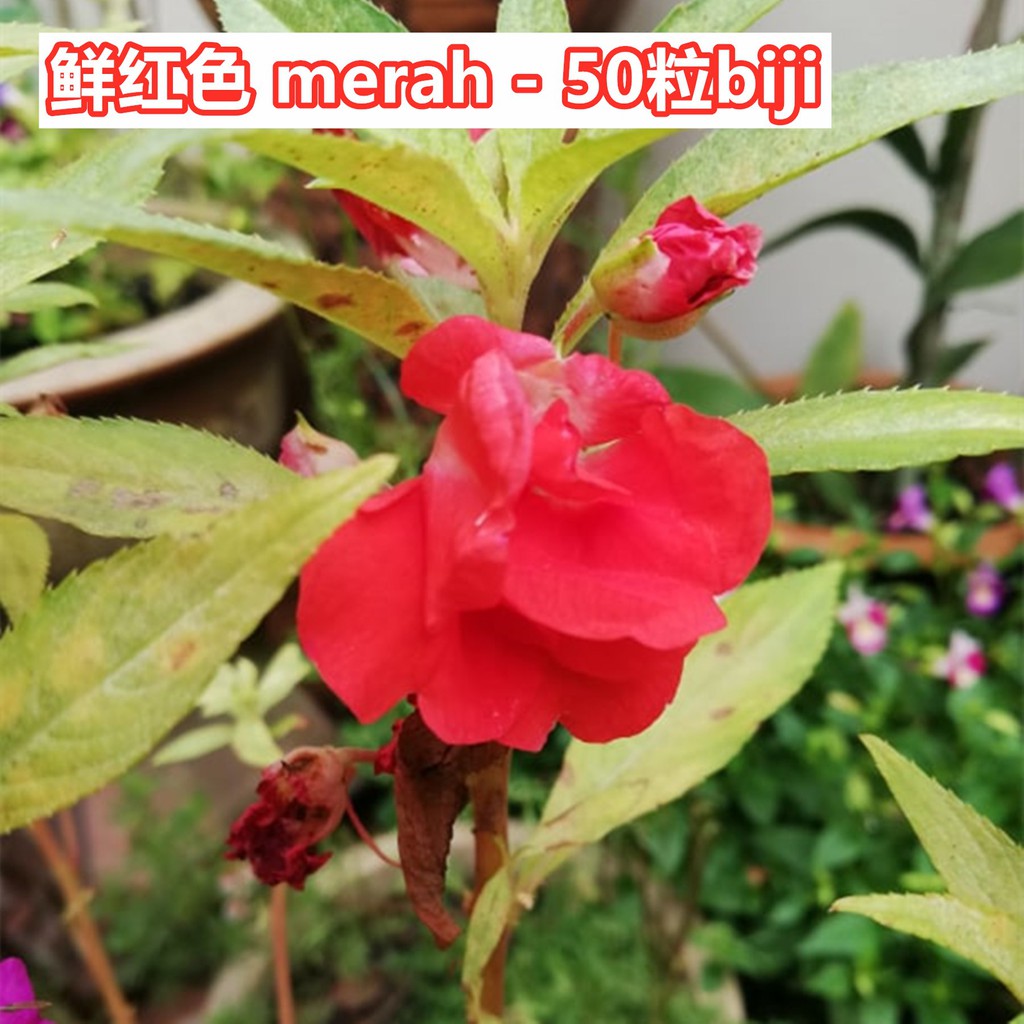 R/s现货-Seeds Flower Balsam impatiens 凤仙花指甲花种子 Biji Benih Pokok Bunga ...