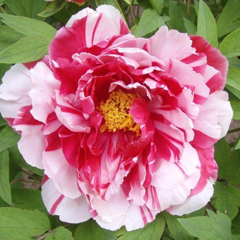 10pcs Mixed Colors Rare Peony Flower Seeds Perennial Peony Flowers Home ...