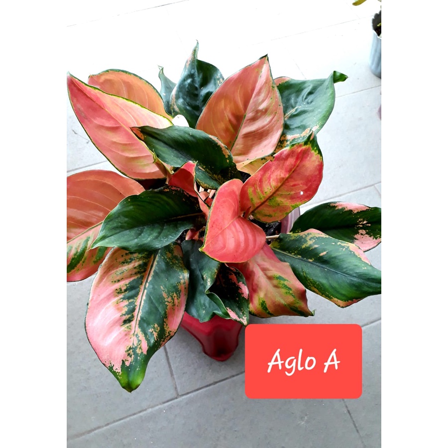 Aglonema & Kemoyang Hitam | Shopee Malaysia