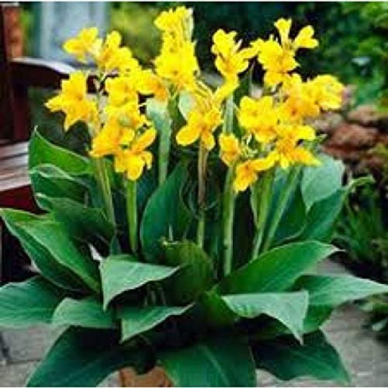 Yellow Canna Plant/ Anak Pokok Bunga Tasbih | Shopee Malaysia