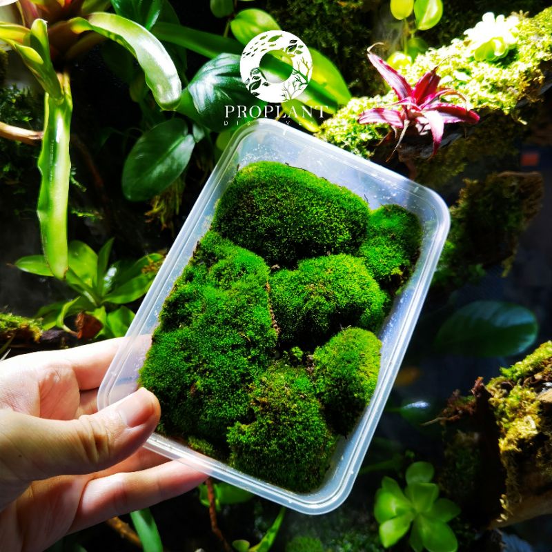 🔥Terrarium Moss🔥 Star Moss - Terrarium / Garden / Paludarium / Vivarium ...