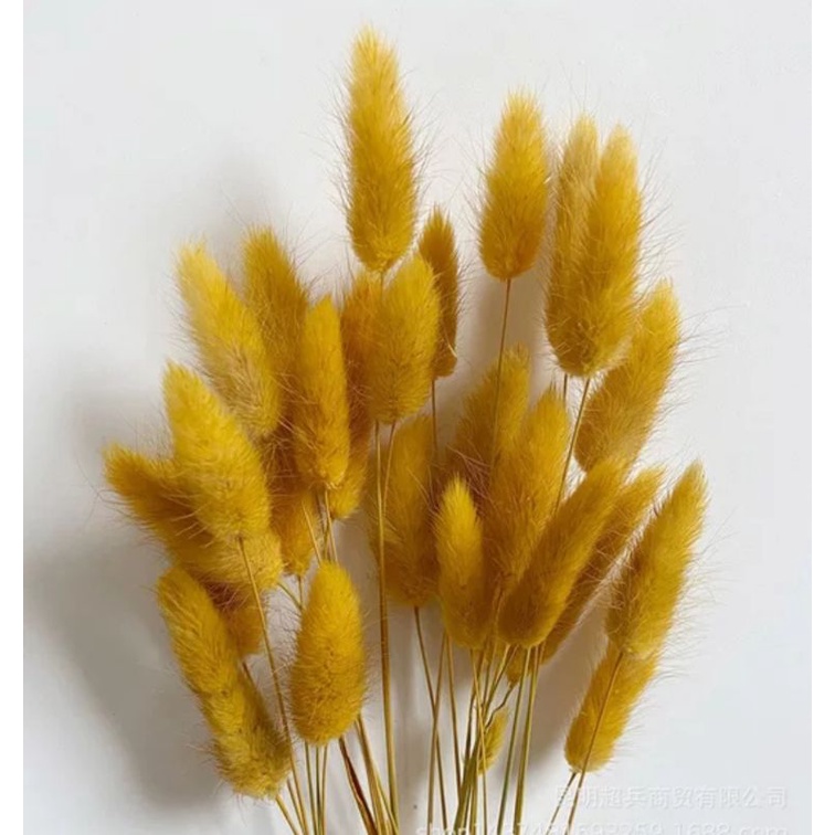 Now Ready stock Pampas grass murah viral rumput pampas pokok bulu gebu ...