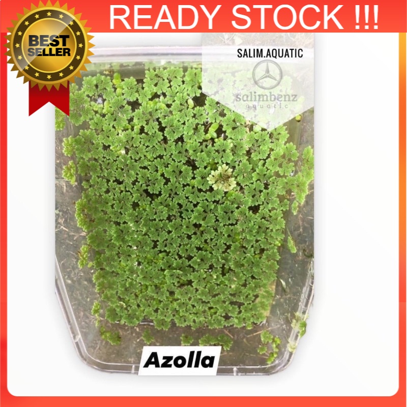 Mosquito ferns Azola (Azolla microphylla Pinnata) floating aquatic ...