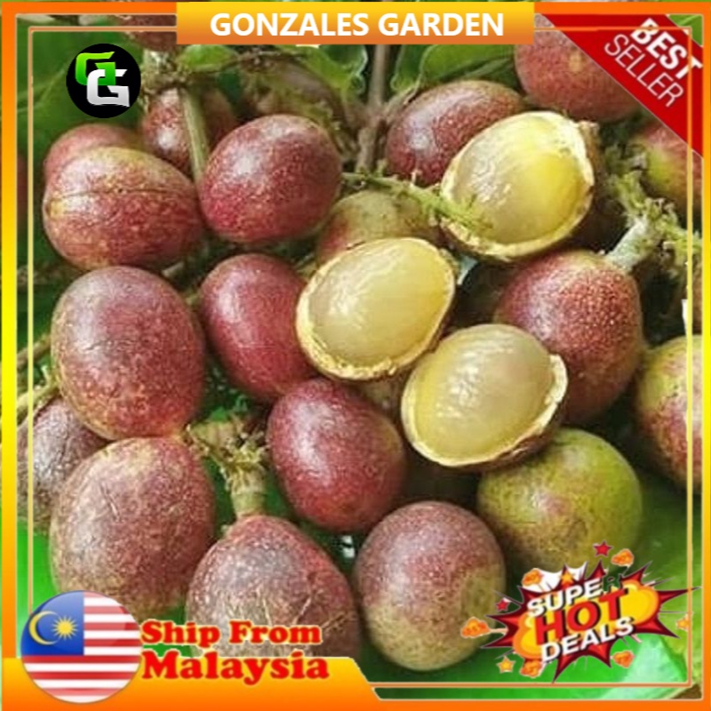 Anak Pokok Rokam Pokok Sangat Rare Pokok Import Dari Thailand | Shopee ...