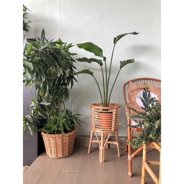 READY STOCK_PASU ROTAN (RATTAN PLANT POT) | Shopee Malaysia