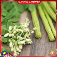 Anak Pokok Kelor Munggai Murungai Moringa Oleifera Senang Tumbuh Pokok ...