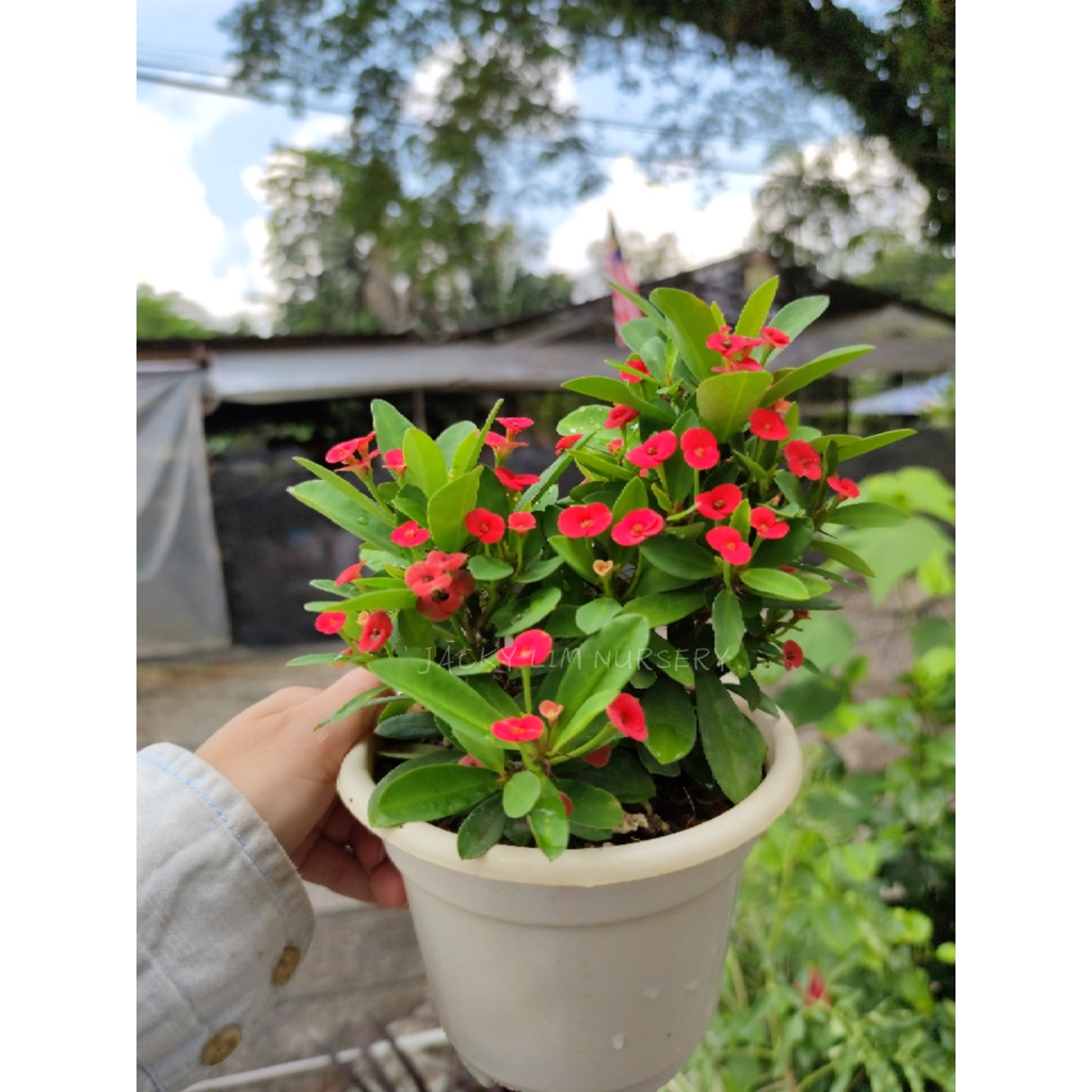 Euphorbia Milii Crown Of Thorns Bunga Raja Bunga Mahkota 麒麟花 铁海棠 虎刺梅 ...