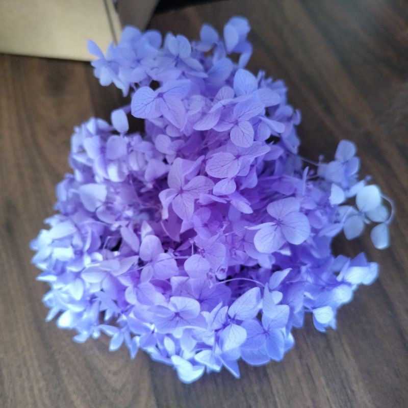 3-4g High quality preserved real natural anna hydrangea flower (small ...