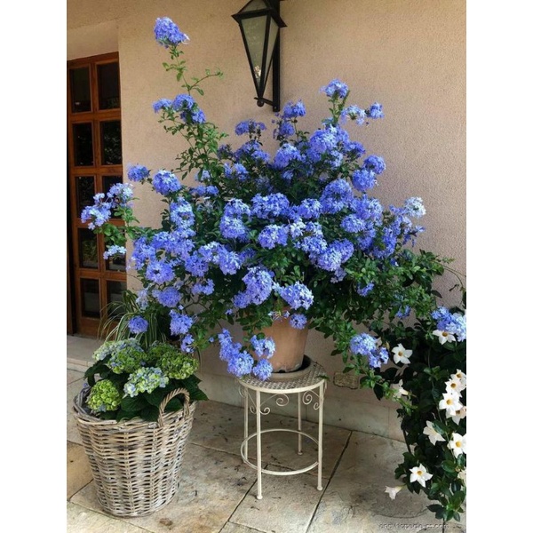 Pokok Bunga Plumbago Imperial Blue/Plumbago Biru/ Bunga Biru | Shopee ...