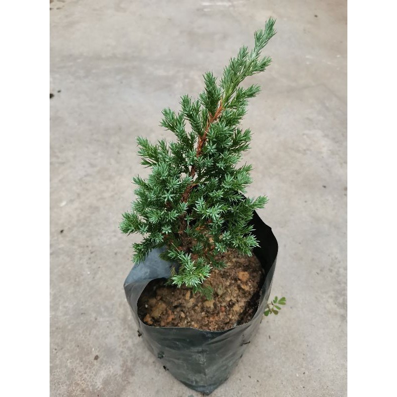 90s Greenovation l Live plant-Sleeping Pine Bonsai 睡松 盆栽 | Shopee Malaysia
