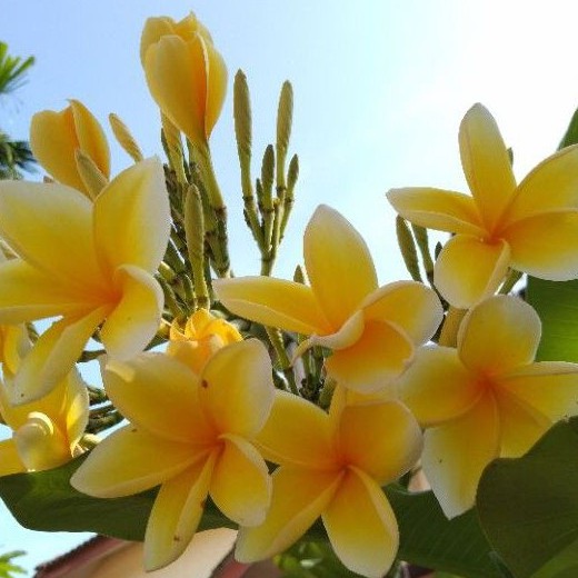 Bunga kemboja (frangipani) merah jambu / kuning keratan batang (~30cm ...