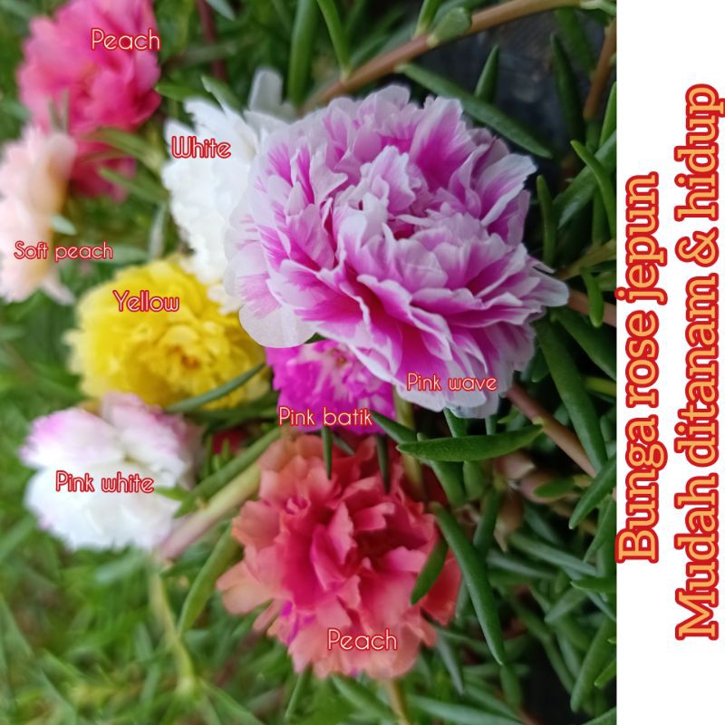 Bunga Ros Jepun 50 keratan mix campur warna colour | Shopee Malaysia