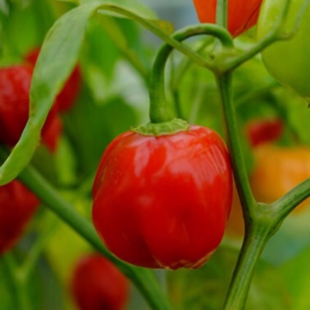 10pcs biji benih Apple Crisp Super HOT PEPPER habanero Offer | Shopee ...