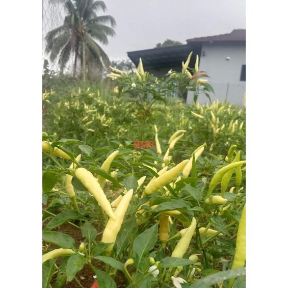 biji benih cili putih. rm2 10pcs | Shopee Malaysia