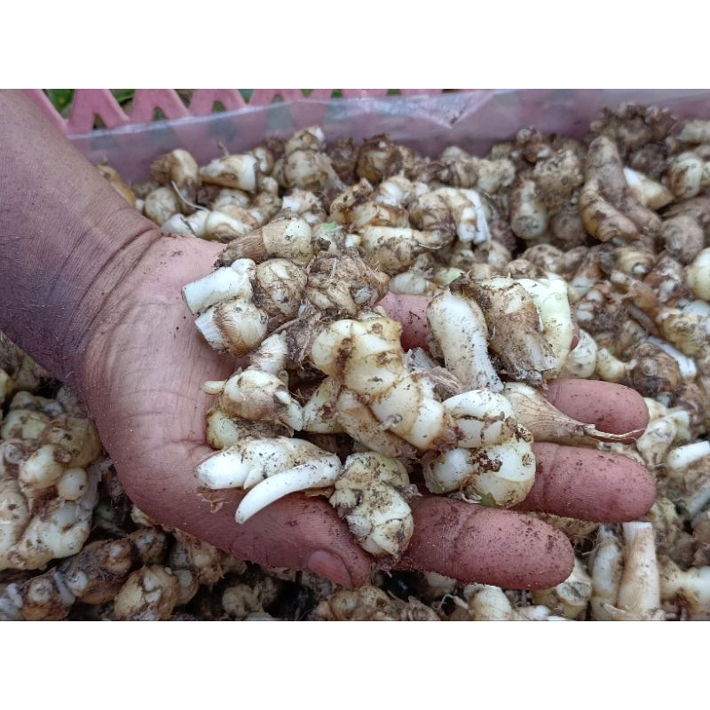 Ubi Kencur Cekur Segar | Shopee Malaysia