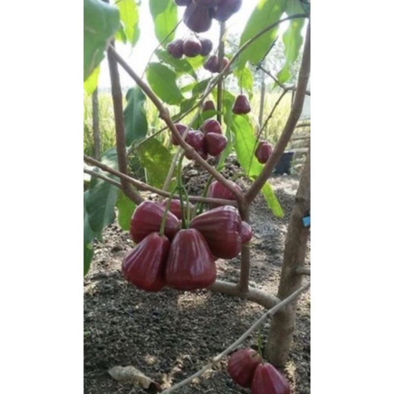Pokok jambu air dalhari ori Thai hybrid | Shopee Malaysia