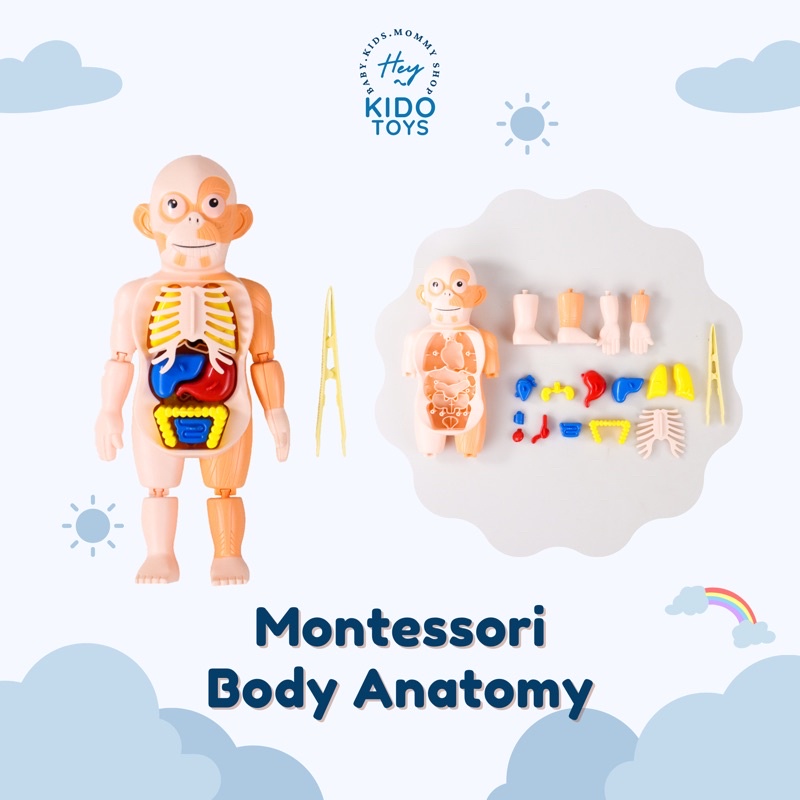 Kidotoys-human Body Organ Props Educational Children's Toys Human Body ...