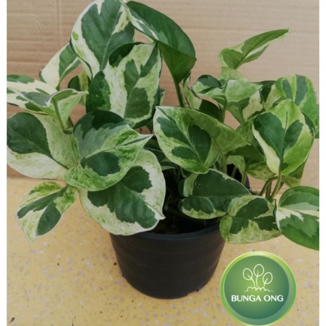 Money plant Garden ( Real plant )/ Pokok Bunga hias tanaman | Shopee ...