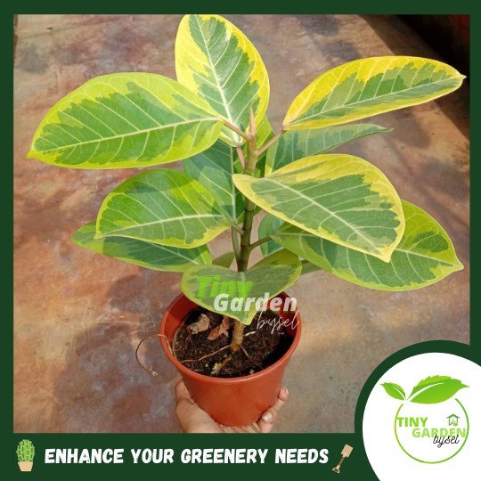 Indoor / Outdoor Plant Ficus Benghalensis Variegated Plant | LIVE PLANT ...