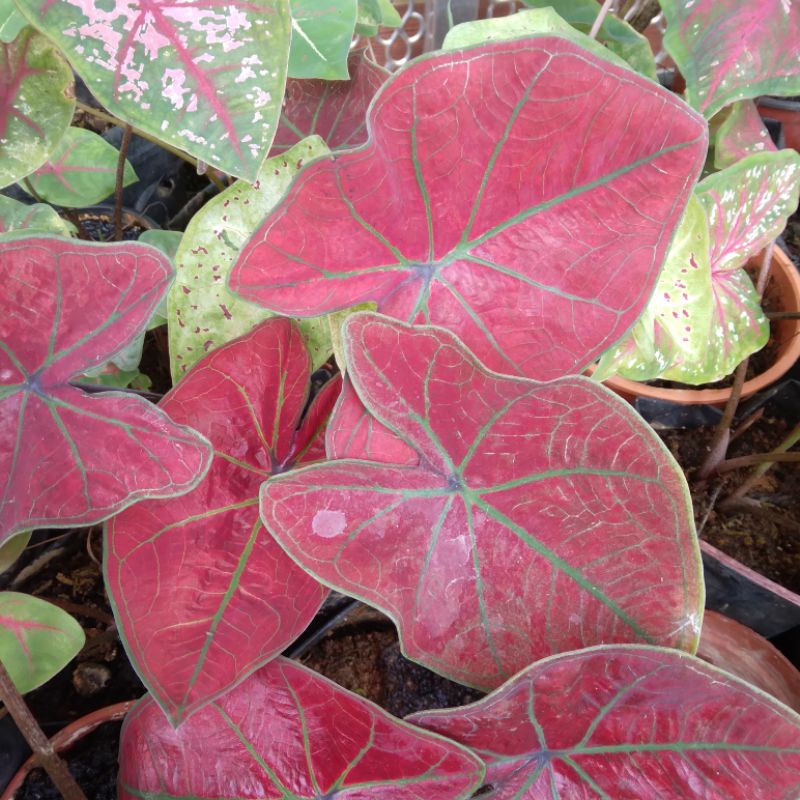 Caladium Festivia / Keladi Murah by 🌿 Pepokok Greenturae 🌿 | Shopee ...