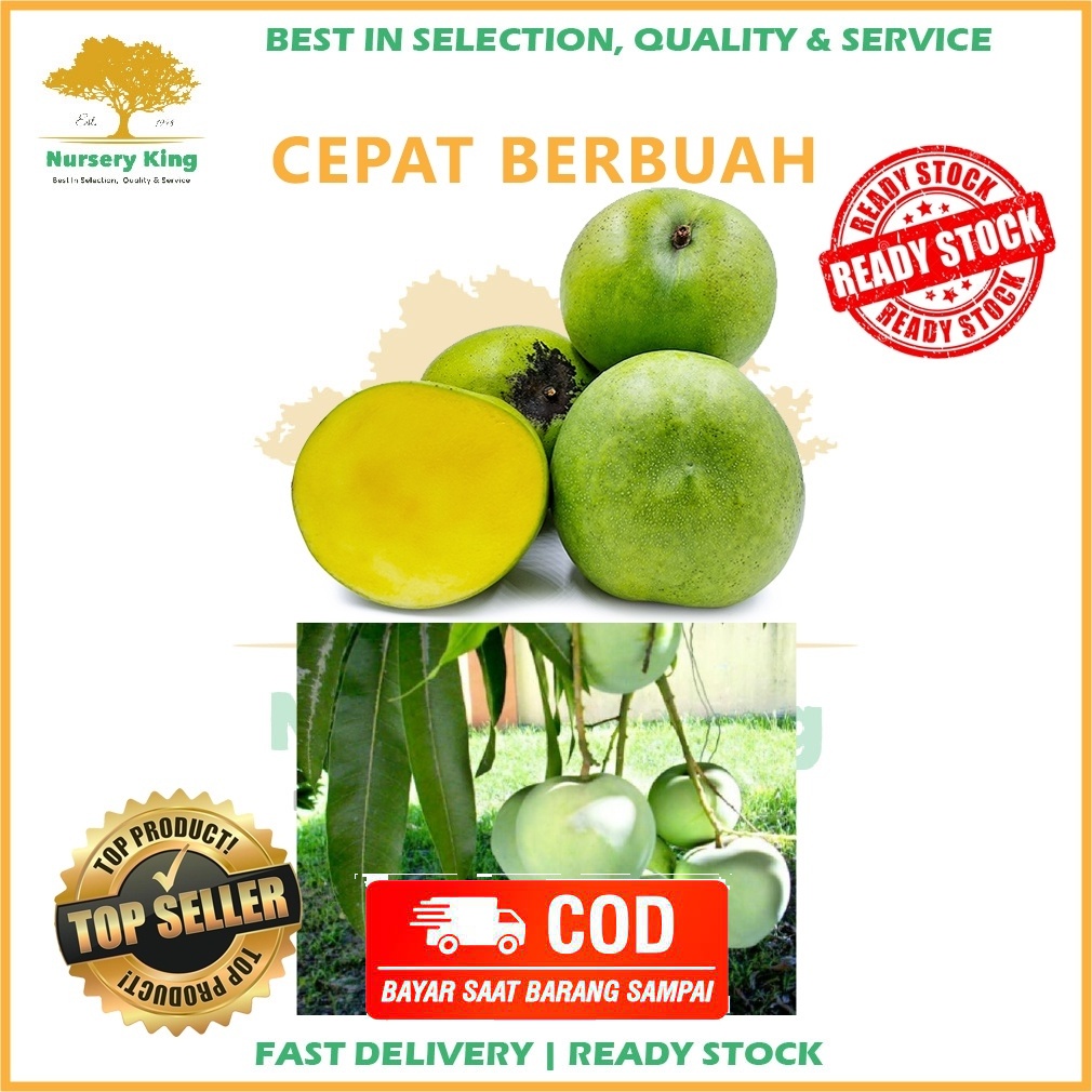 Anak Pokok Pelam Apple Pokok Hidup Live Plant | Shopee Malaysia