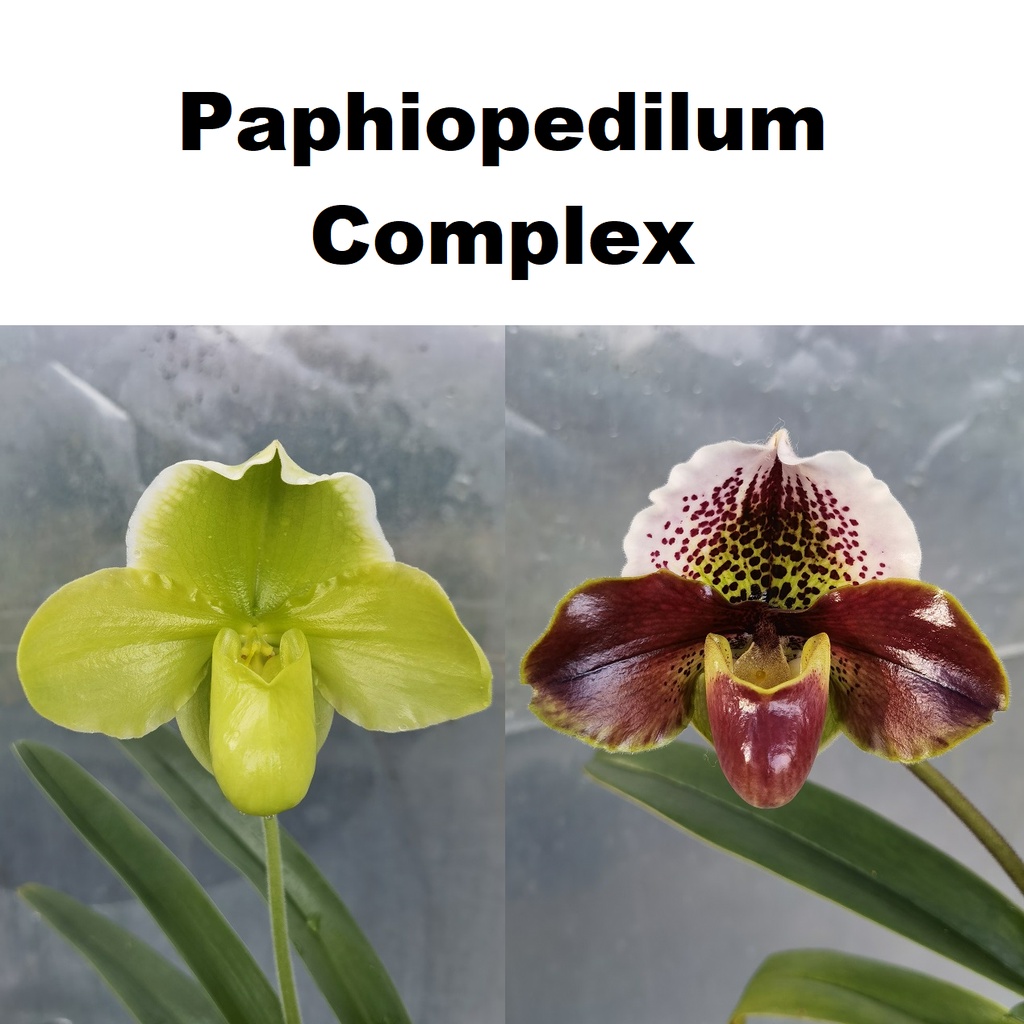 Paphiopedilum Complex | Lady Slipper Orchid | 肉饼 兜兰 | Shopee Malaysia