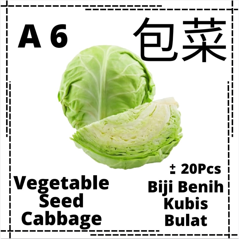 Kailan Kangkung Sawi Japanese Salad Biji Benih Vege Sayur sayuran ...