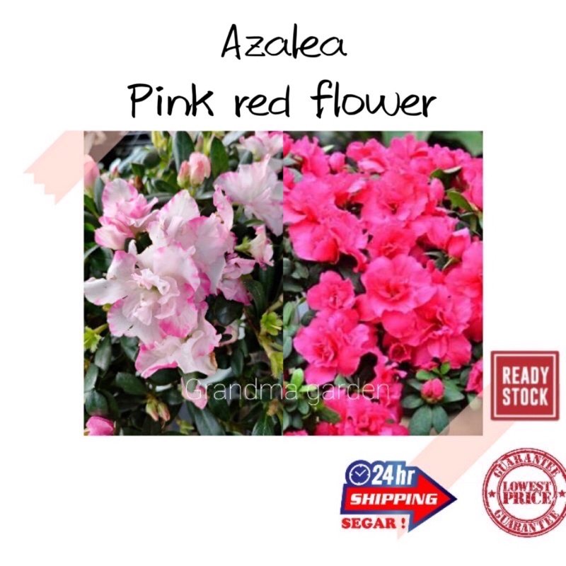 (GG real plant) azalea ^ pokok hidup hiasan rumah luar live indoor ...