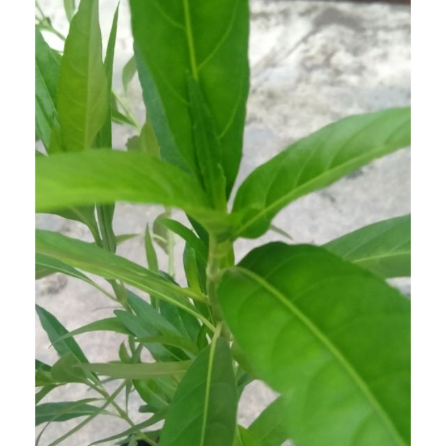 Pokok Gandarusa/ Gandarusa Hijau/ Justicia gendarussa ( keratan batang ...