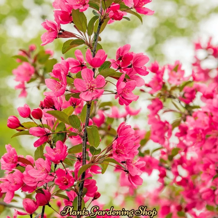 50pcs Mixed Malus spectabilis Seeds Chinese Crabapple Potted Flower ...